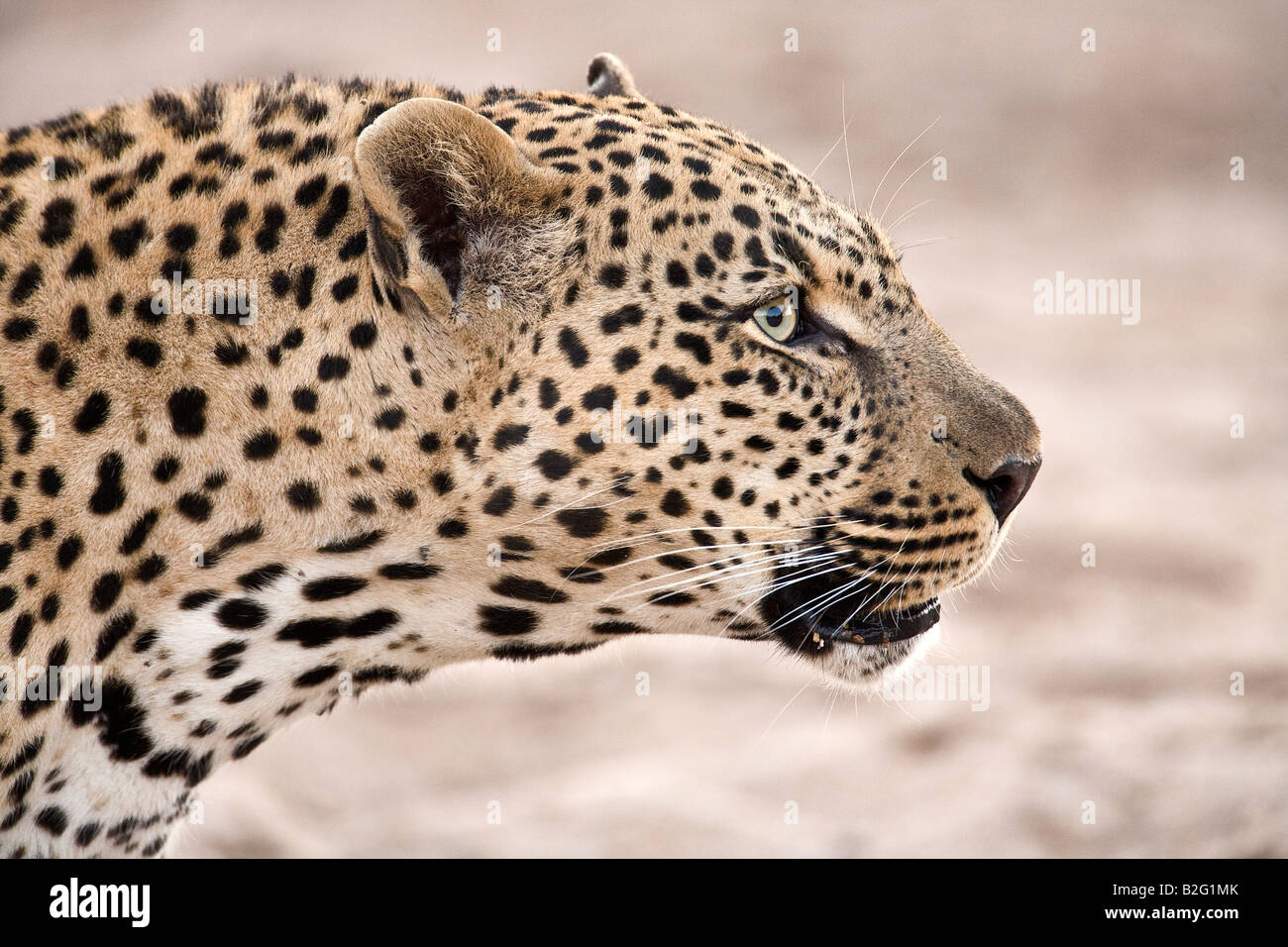 a close up profile shot of a large male leopard in an aggressive ...