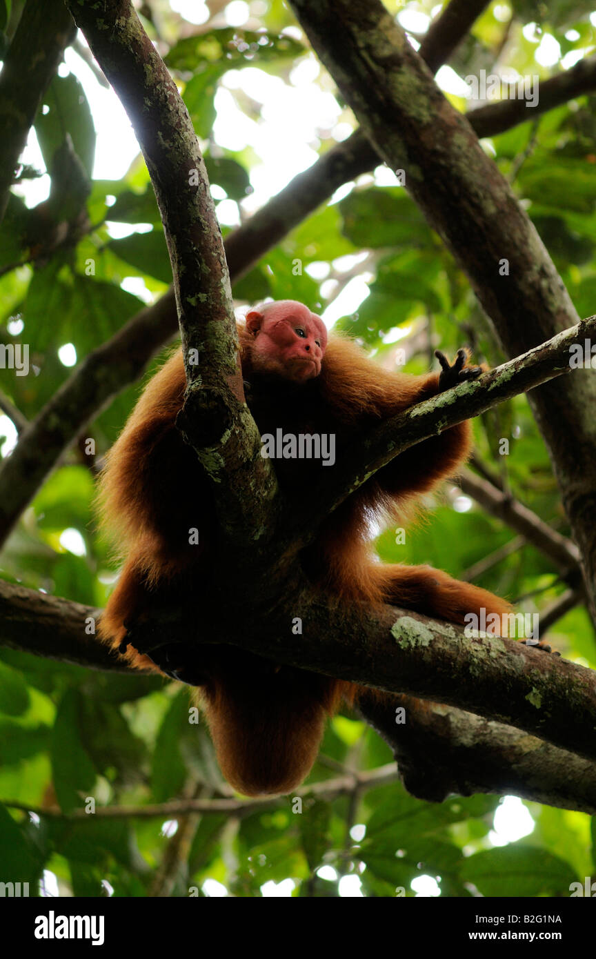 RED UAKARI MONKEY Cacajao calvus ucayalii WILD Stock Photo - Alamy