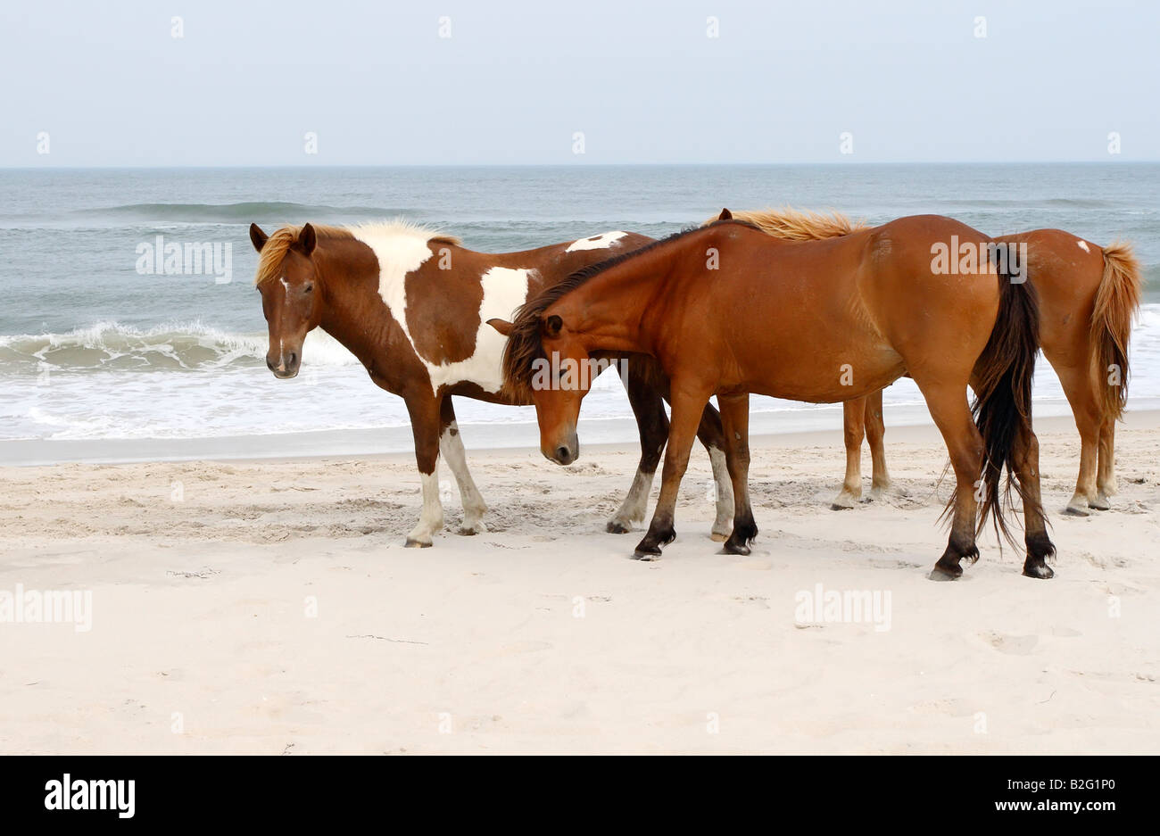Wild ponies (Equus caballus) at Assateague Island National Seashore ...
