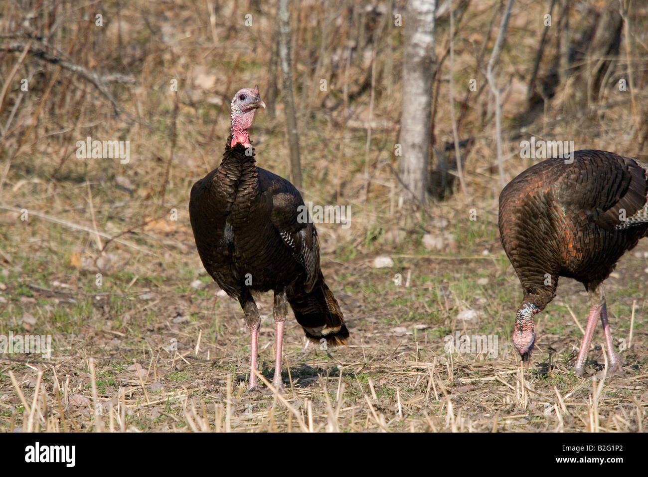 Jake eastern wild turkey in spring Stock Photo - Alamy