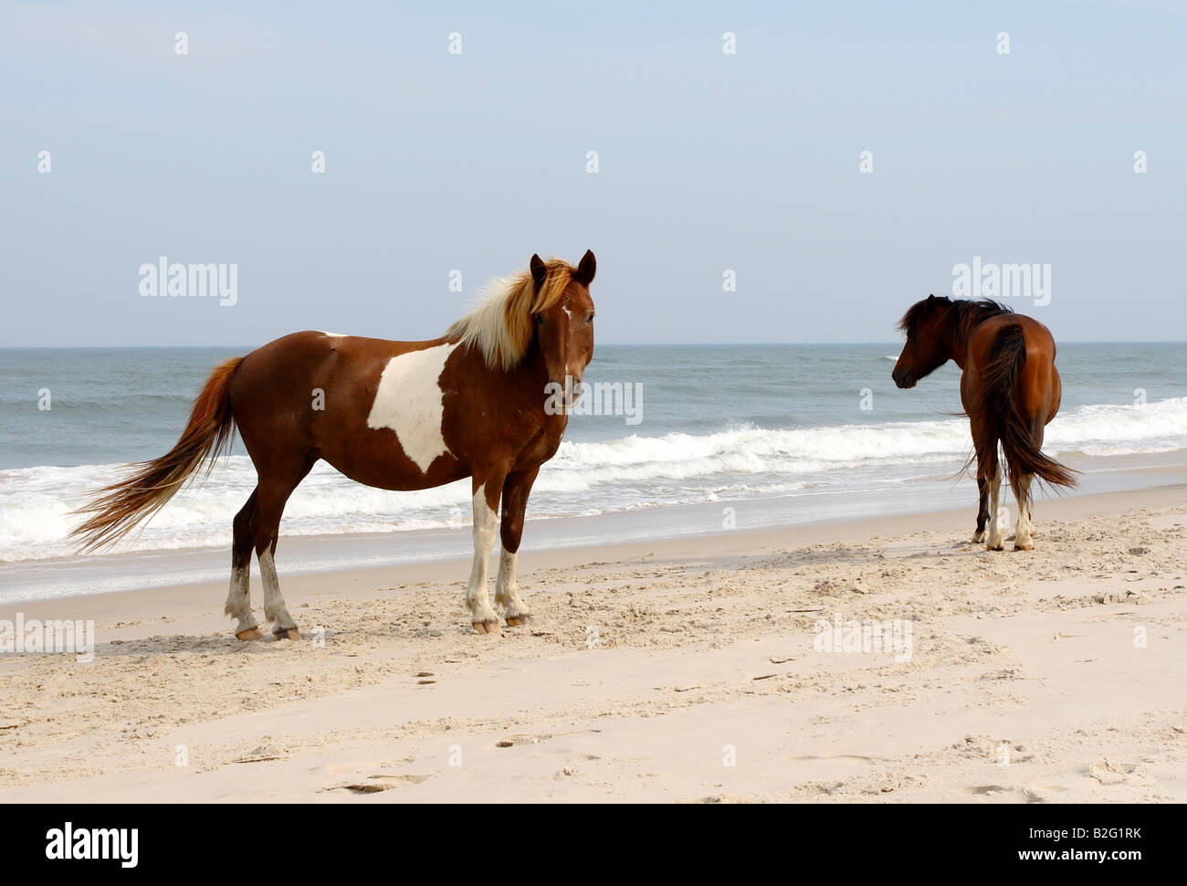 Wild ponies (Equus caballus) at Assateague Island National Seashore ...