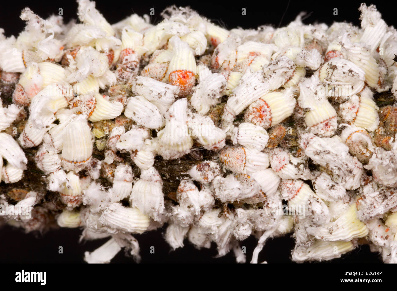 Australian cottony cushion scale is a major citrus pest Stock Photo - Alamy