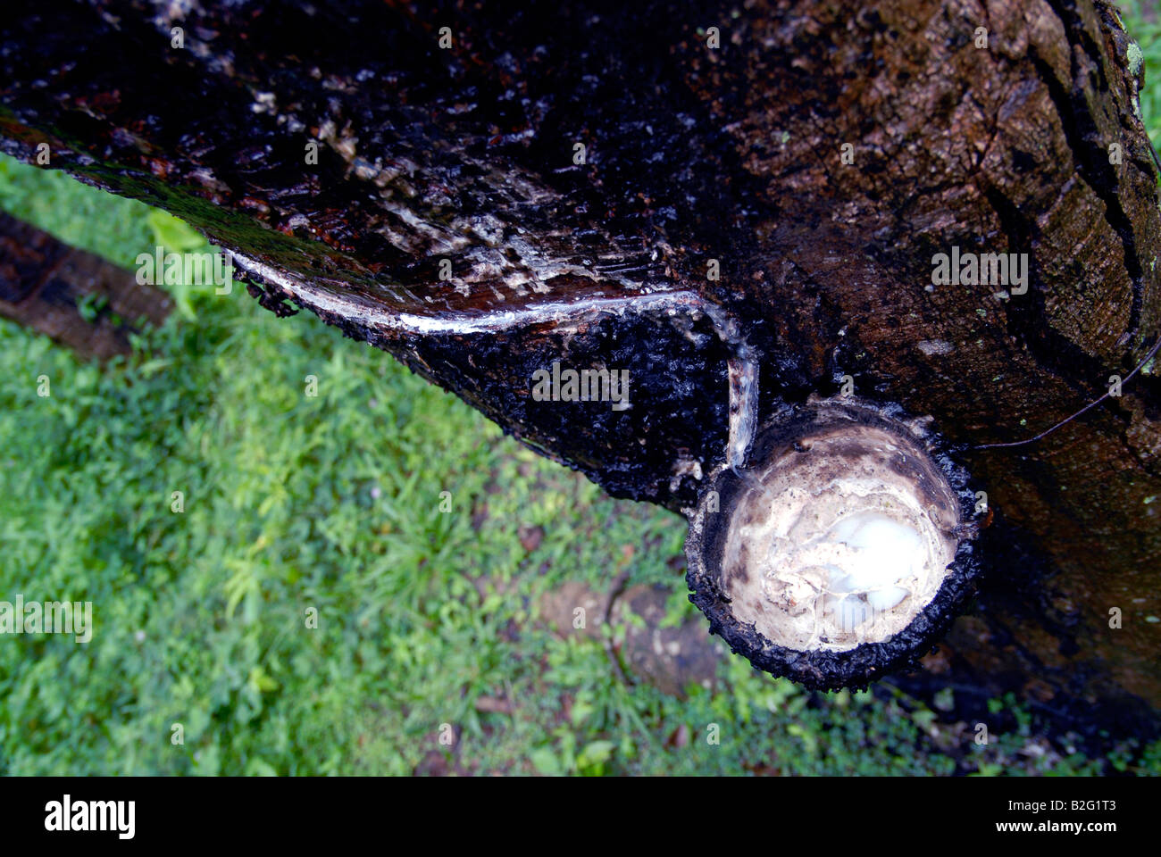 Rubber tree hi-res stock photography and images - Alamy