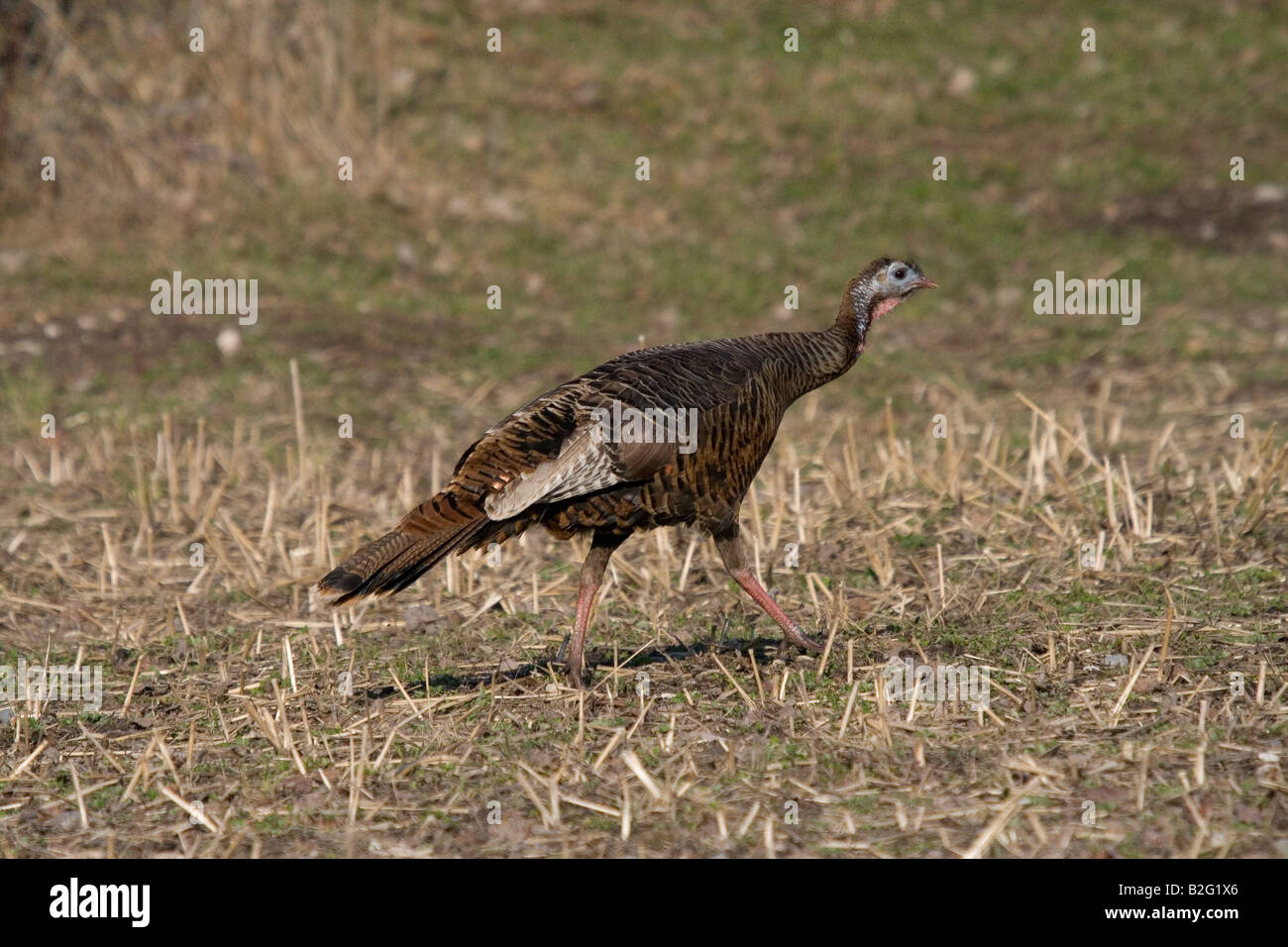 Eastern wild turkey hen Stock Photo - Alamy