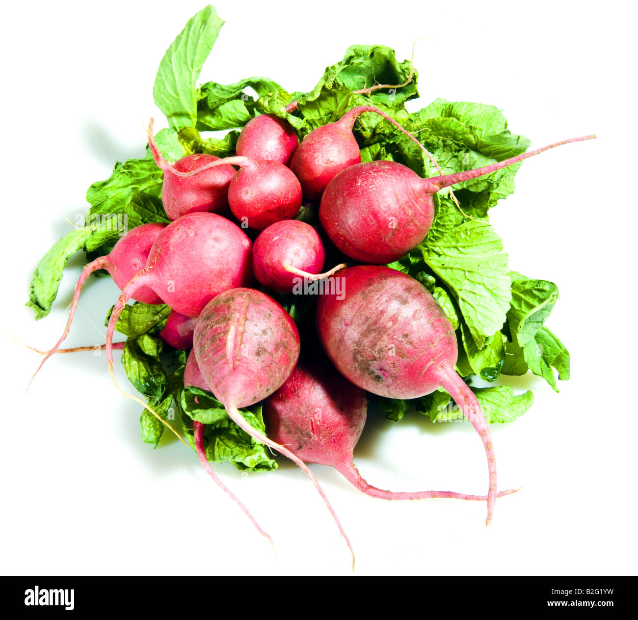 Bunch of organic radishes Stock Photo - Alamy