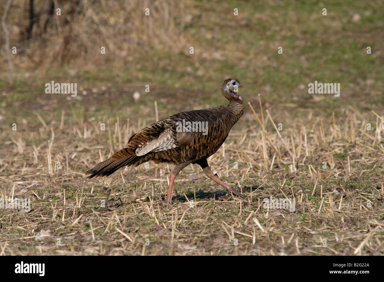 Eastern wild turkey hen Stock Photo - Alamy