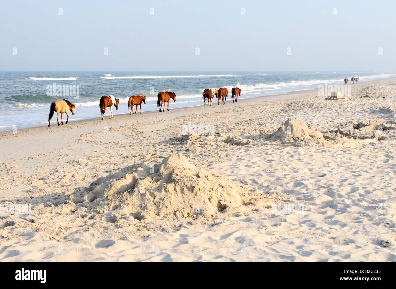 A herd of wild ponies (Equus caballus) walking single file along the ...