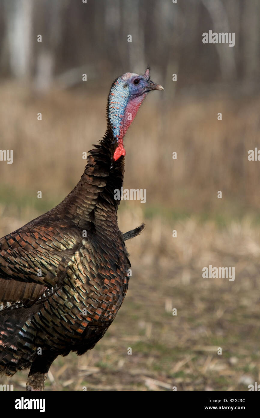 Jake eastern wild turkey in spring Stock Photo - Alamy