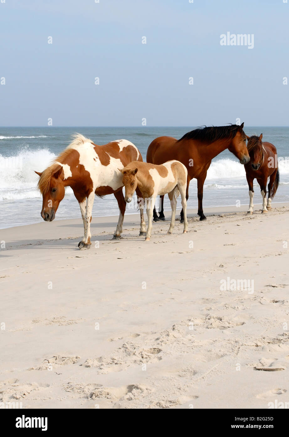 Wild ponies assateague island hi-res stock photography and images - Alamy