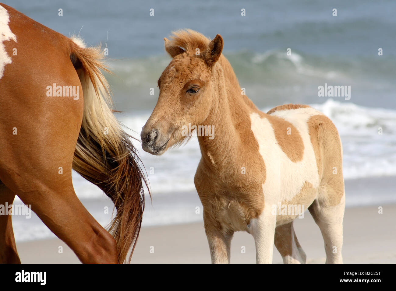 Wild pony foal (Equus caballus) at Assateague Island National Seashore ...