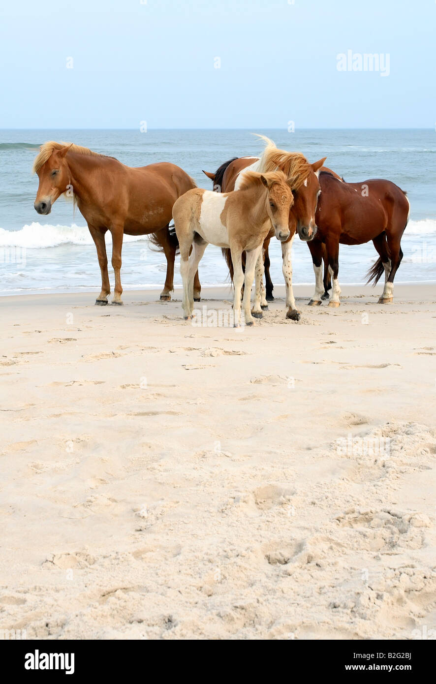 Wild ponies (Equus caballus) at Assateague Island National Seashore ...