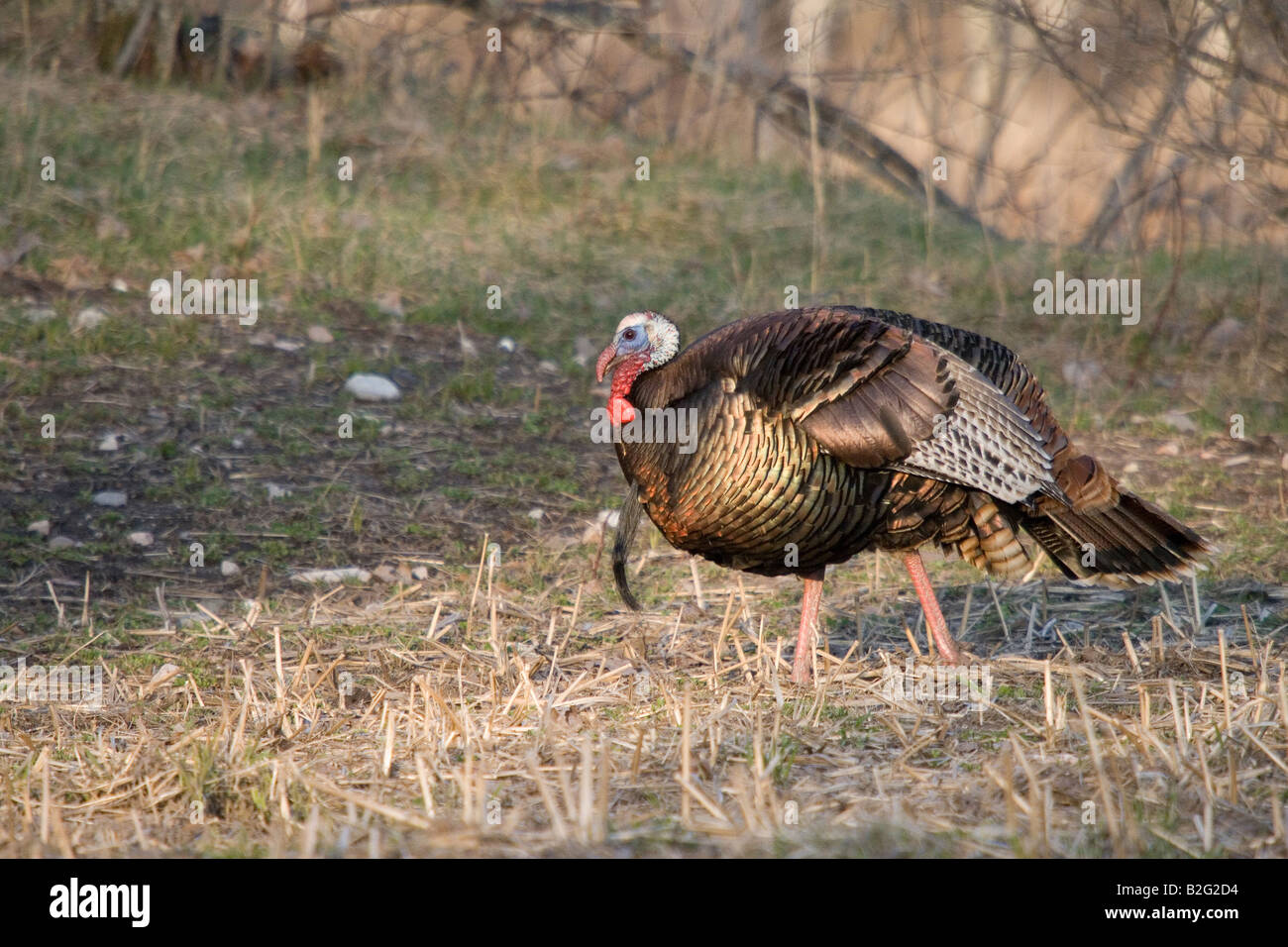 Male wild turkey in spring Stock Photo - Alamy
