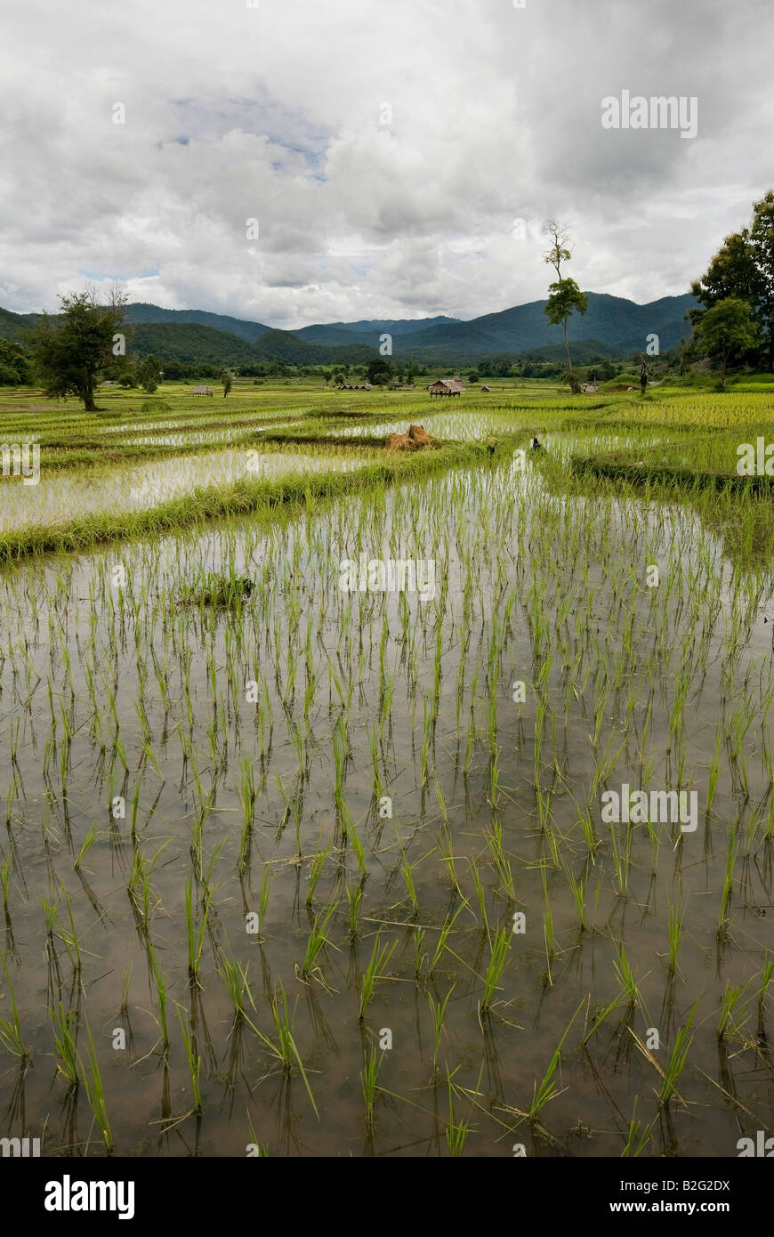 Asia Thailand Tiered rice paddies near the Northern town of pai a ...