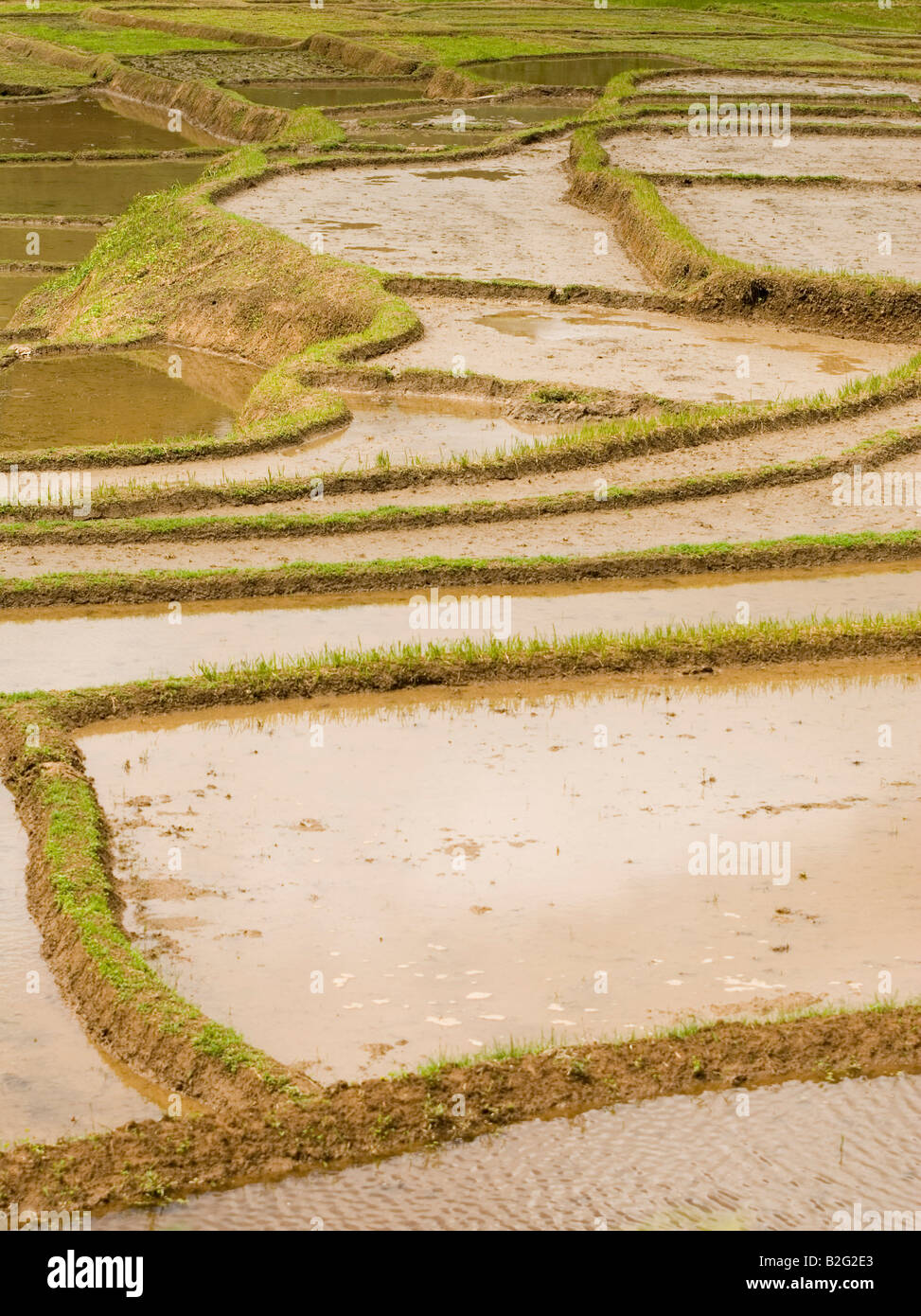 Asia Thailand Tiered rice paddies near the Northern town of pai a ...