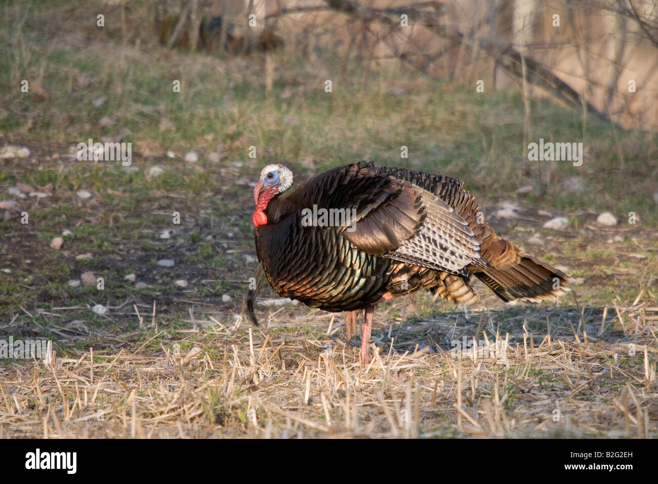 Male wild turkey in spring Stock Photo - Alamy