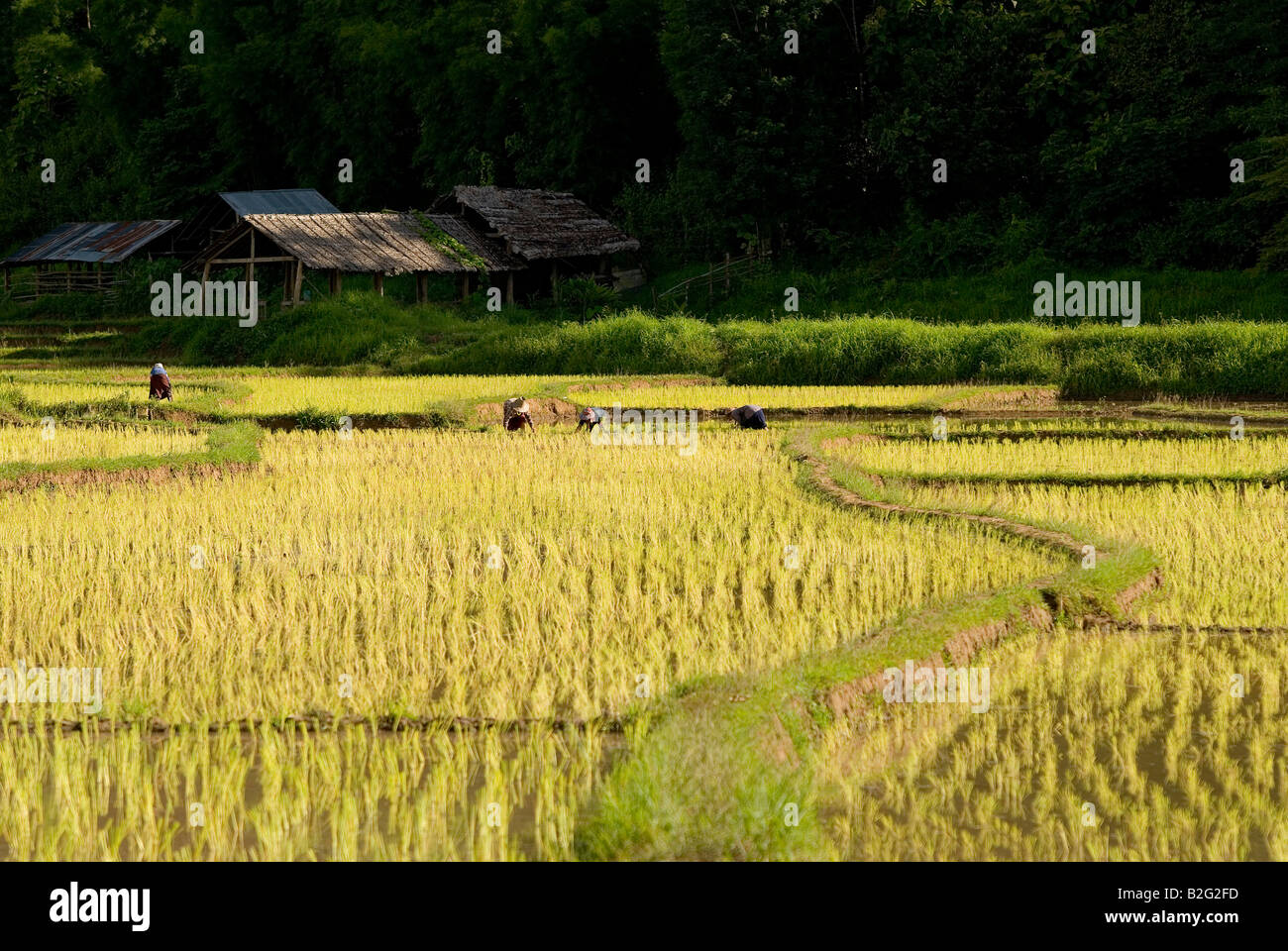 Thailand newly planted rice hi-res stock photography and images - Alamy