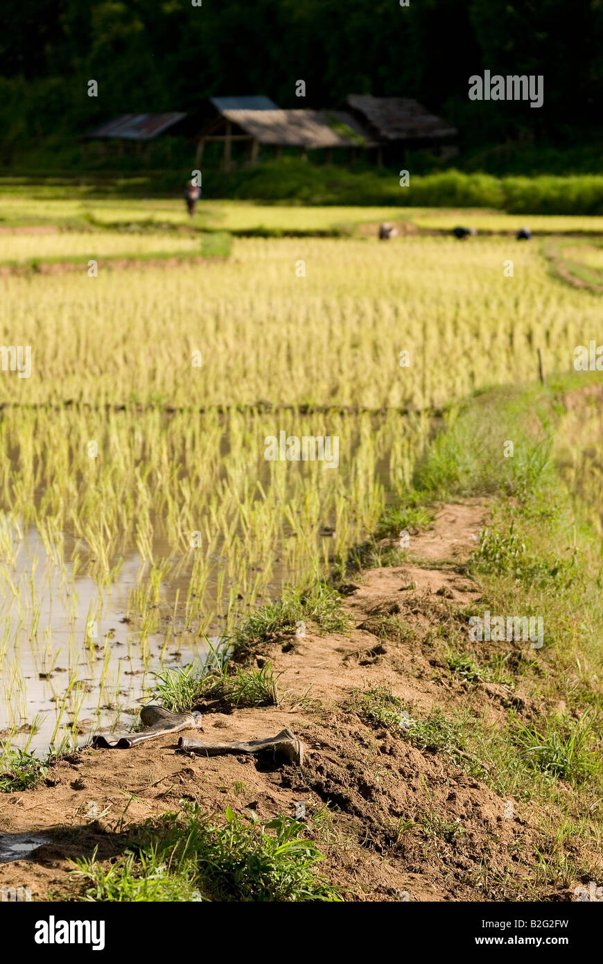 Newly Planted Rice Fields near Pai in Northern Thailand Stock Photo - Alamy