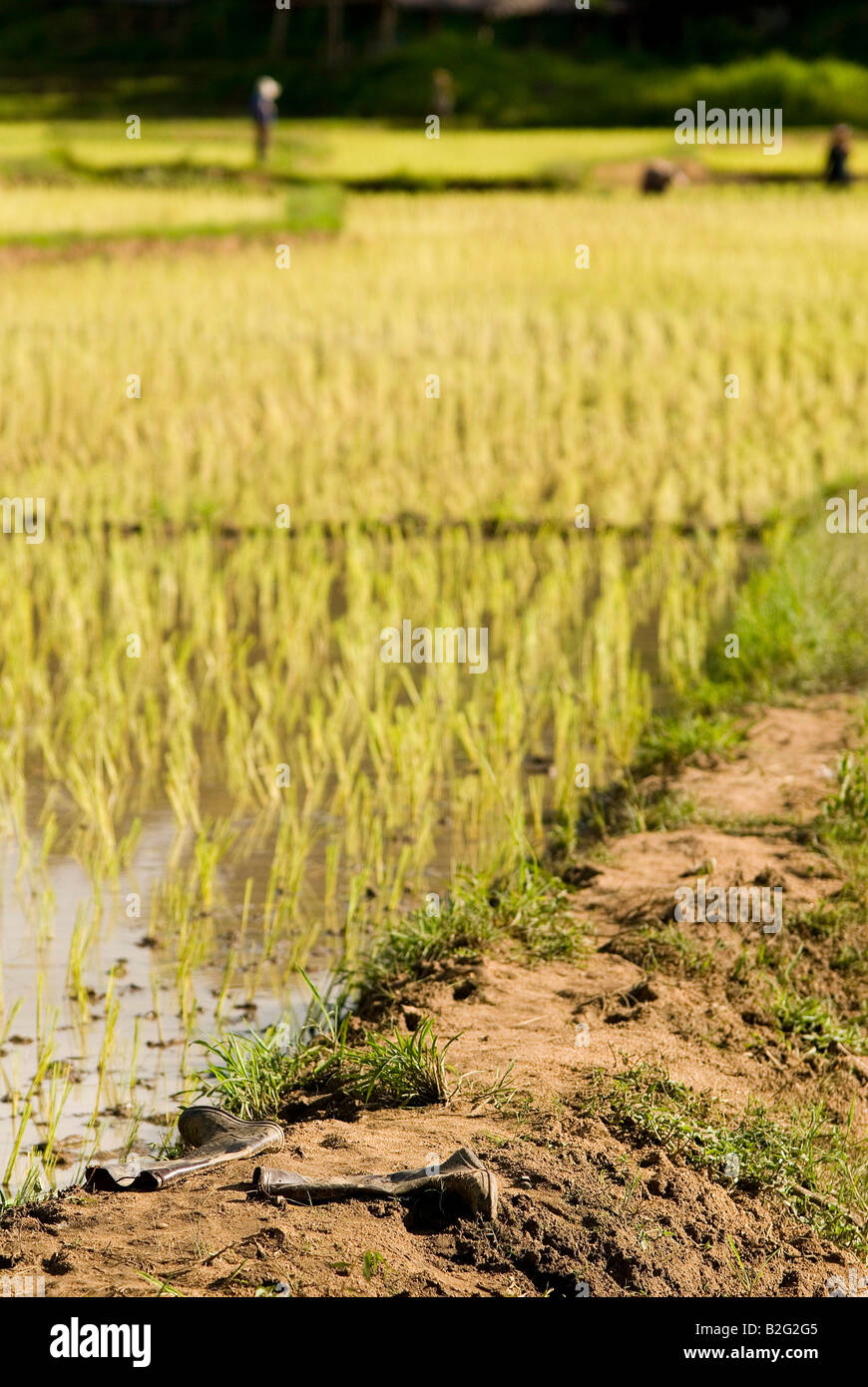 Newly Planted Rice Fields near Pai in Northern Thailand Stock Photo - Alamy