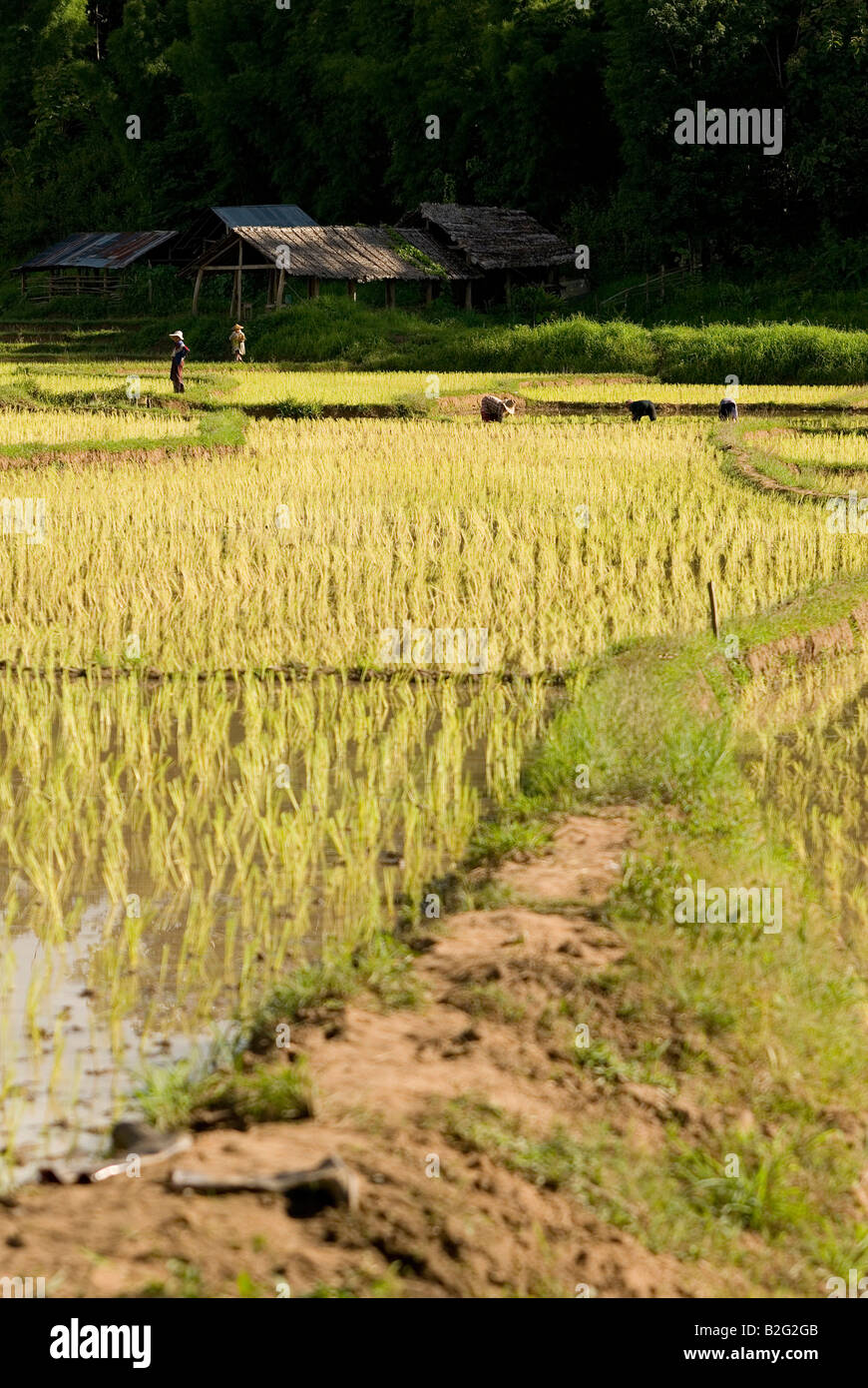 Newly planted rice fields hi-res stock photography and images - Alamy