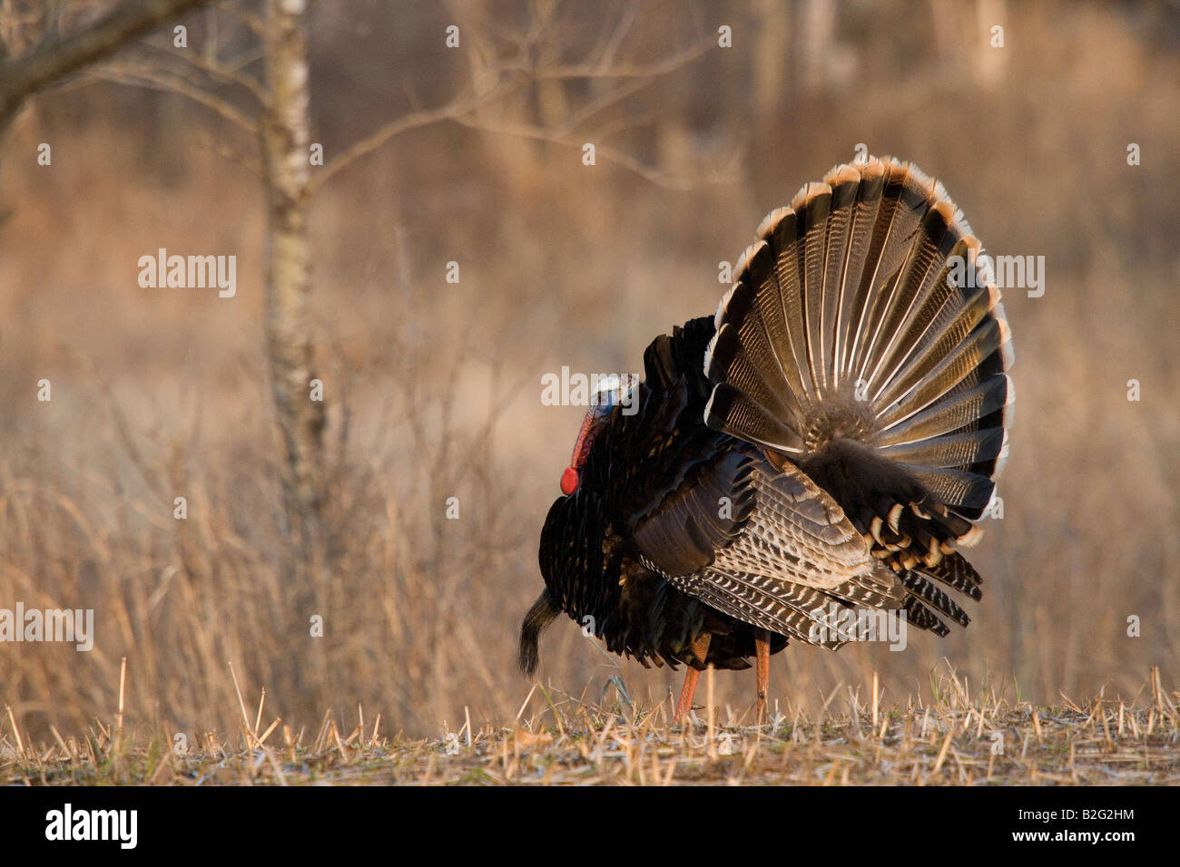 Male eastern wild turkey strutting in spring Stock Photo - Alamy