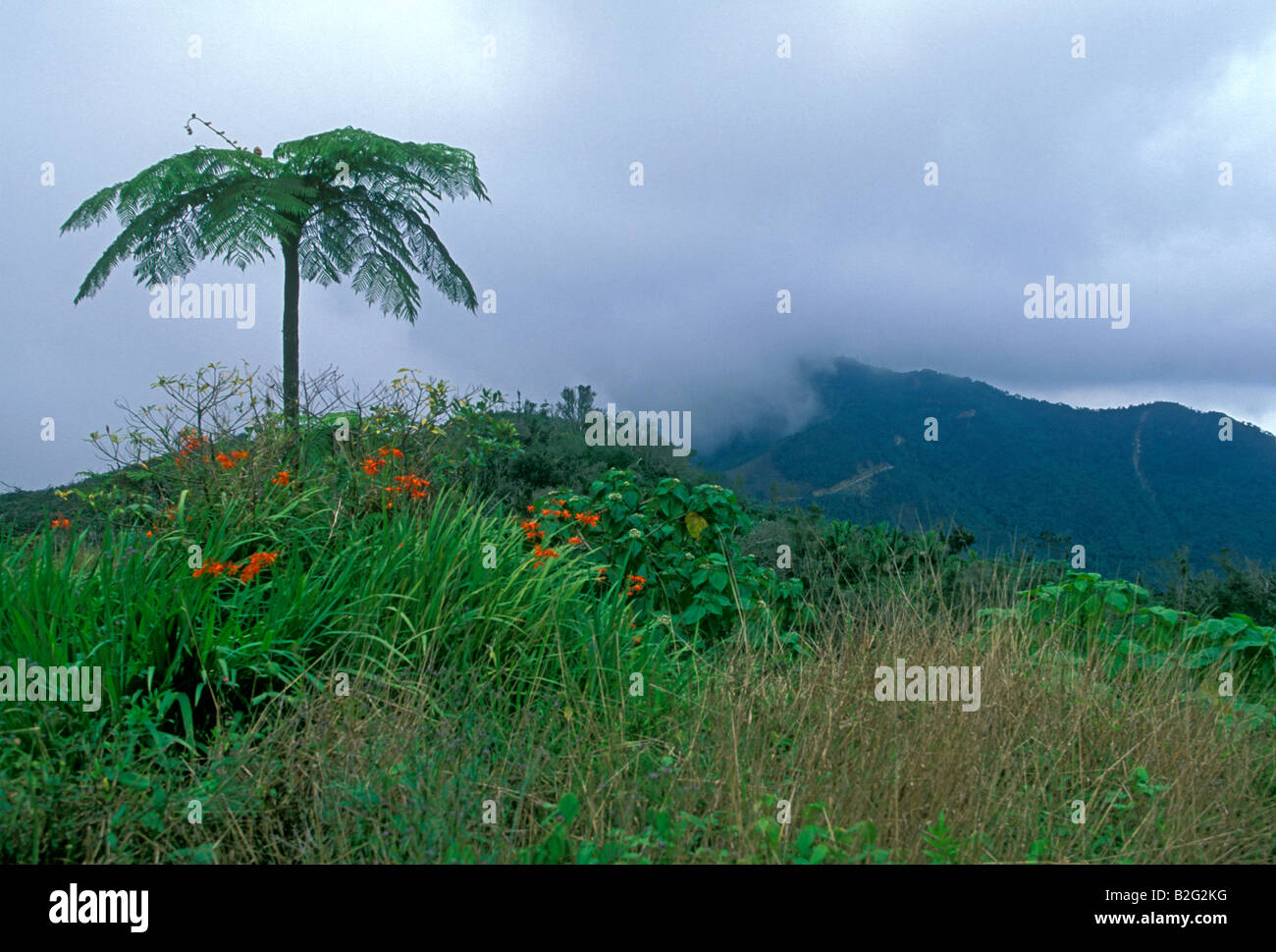 mountain landscape, Cerro Maravillas, Black Bull Forest Reserve, Puerto ...