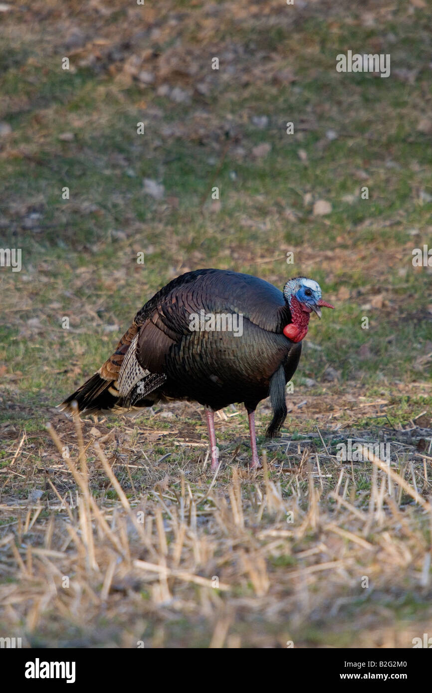 Male wild turkey in spring Stock Photo - Alamy
