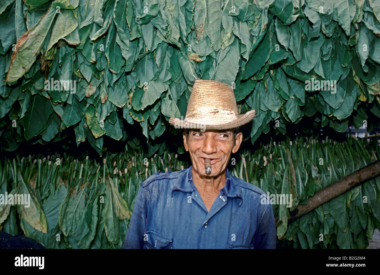 a tobacco farmer smoking a cigar in front of tobacco leaves Stock Photo ...