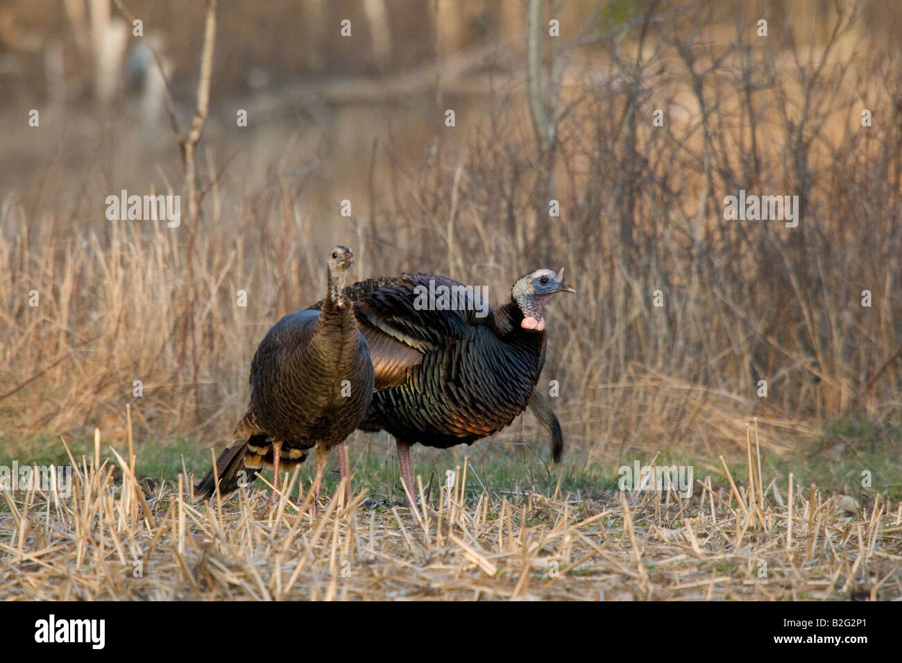 Male eastern Wild Turkey Meleagris gallopavo with hen Stock Photo - Alamy