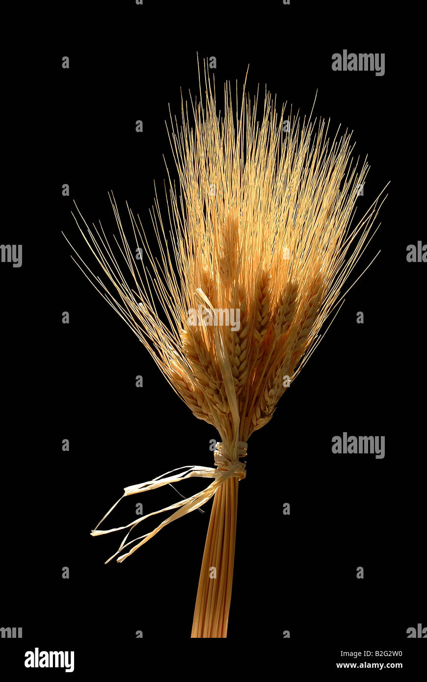 Wheat Bunched together over a black Background Stock Photo - Alamy