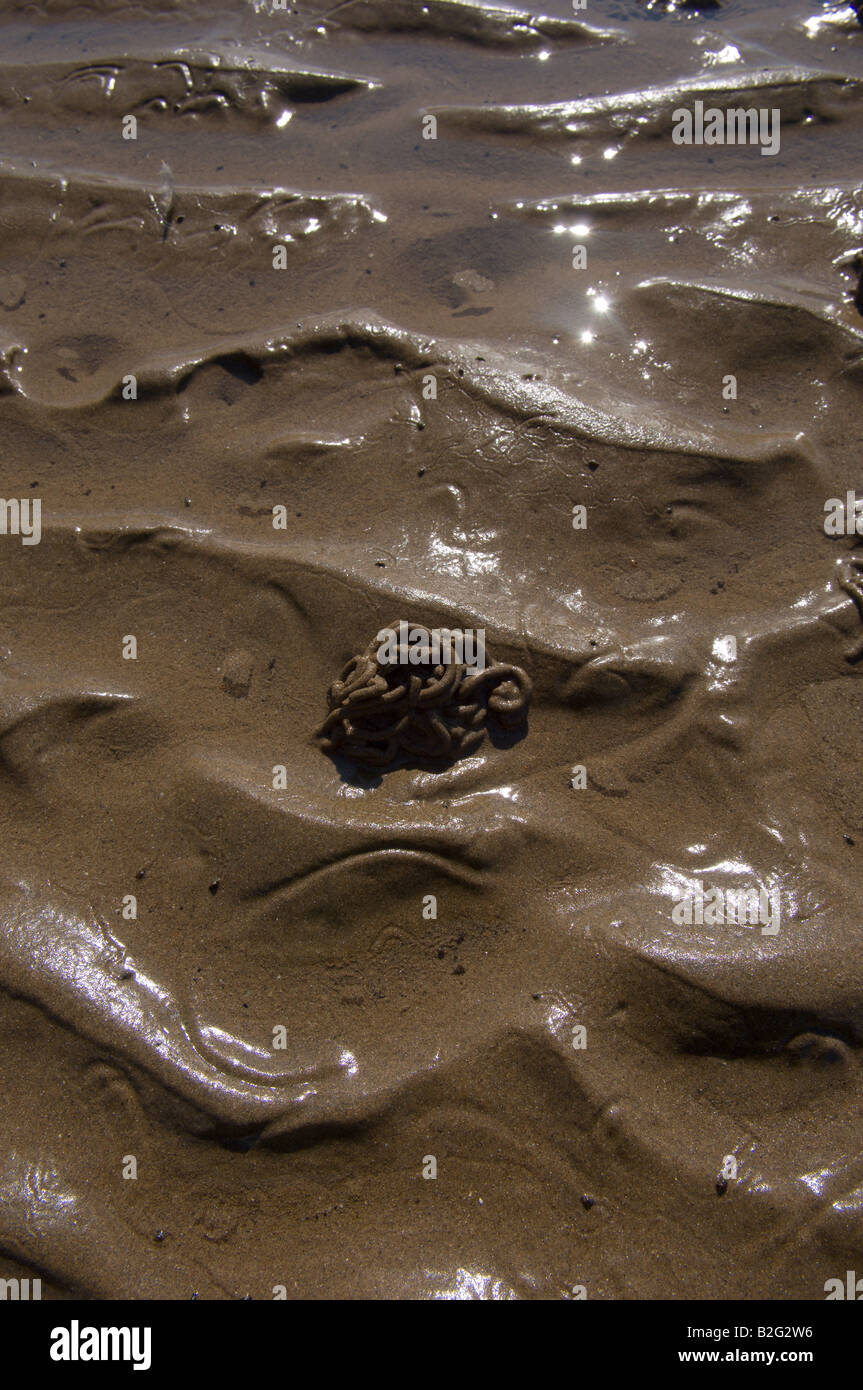 Worm mound hi-res stock photography and images - Alamy