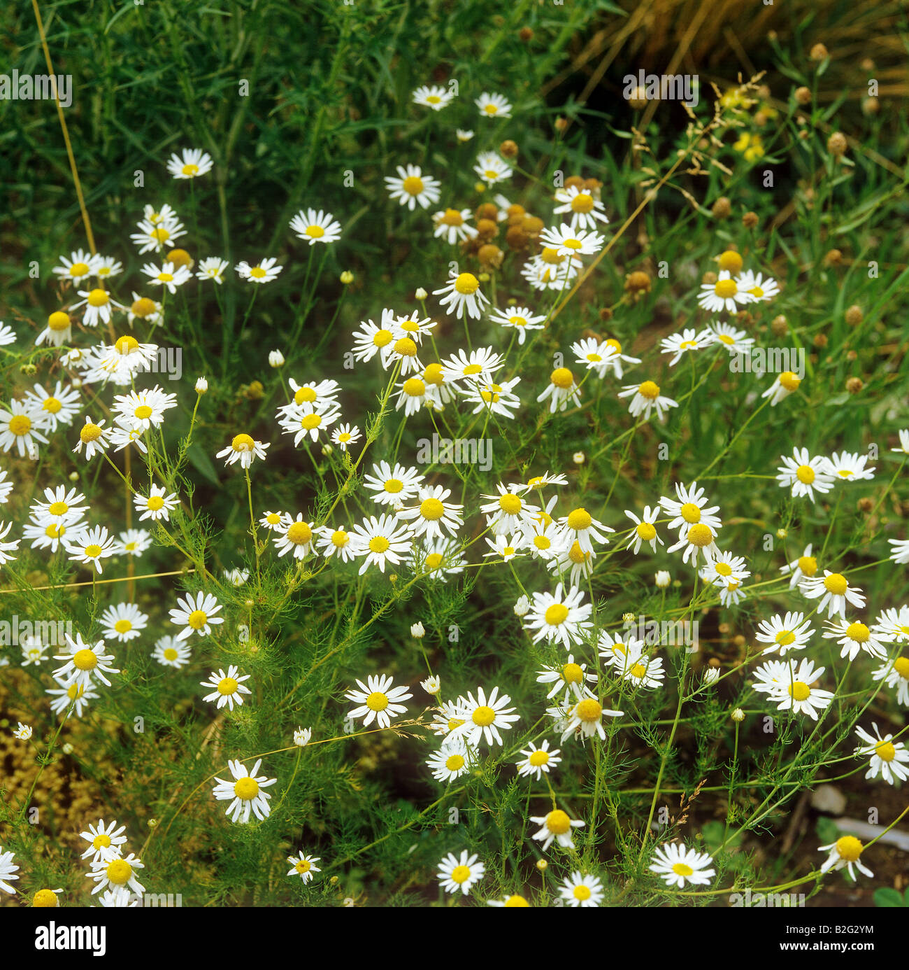 German Chamomile - blossoms / Matricaria recutita Stock Photo - Alamy