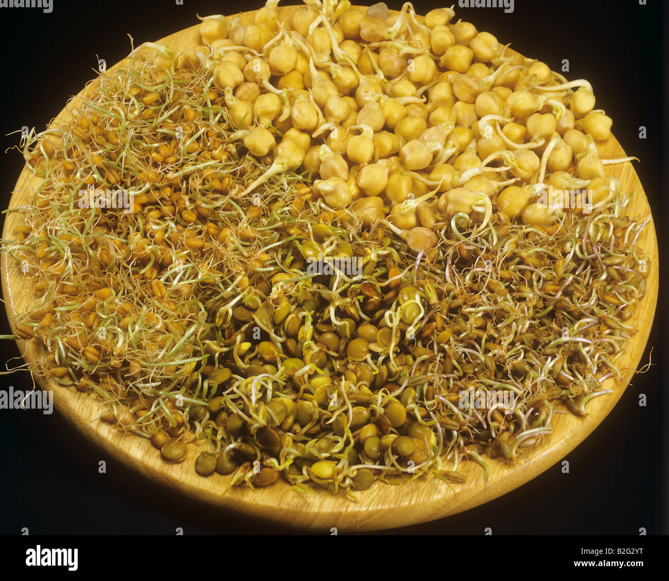 Different sprouts hi-res stock photography and images - Alamy