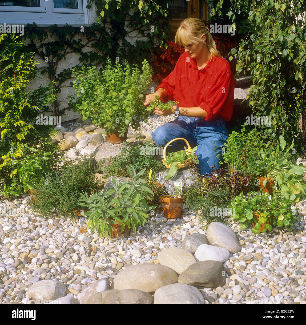 woman harvesting herbs in garden Stock Photo - Alamy
