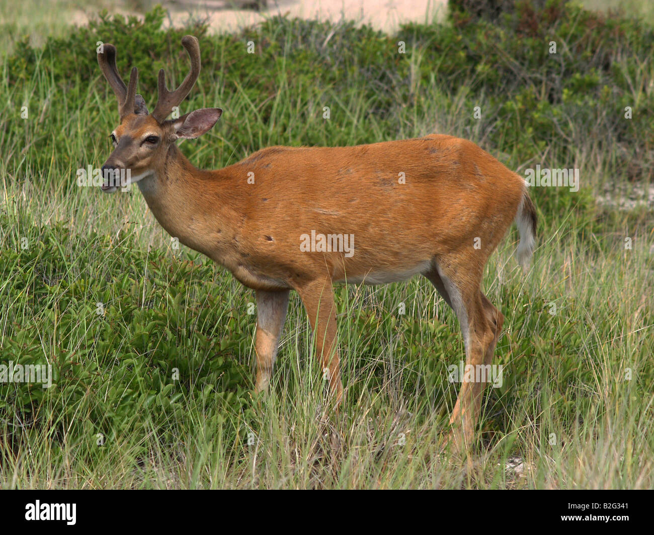 Sunken forest long island hi-res stock photography and images - Alamy