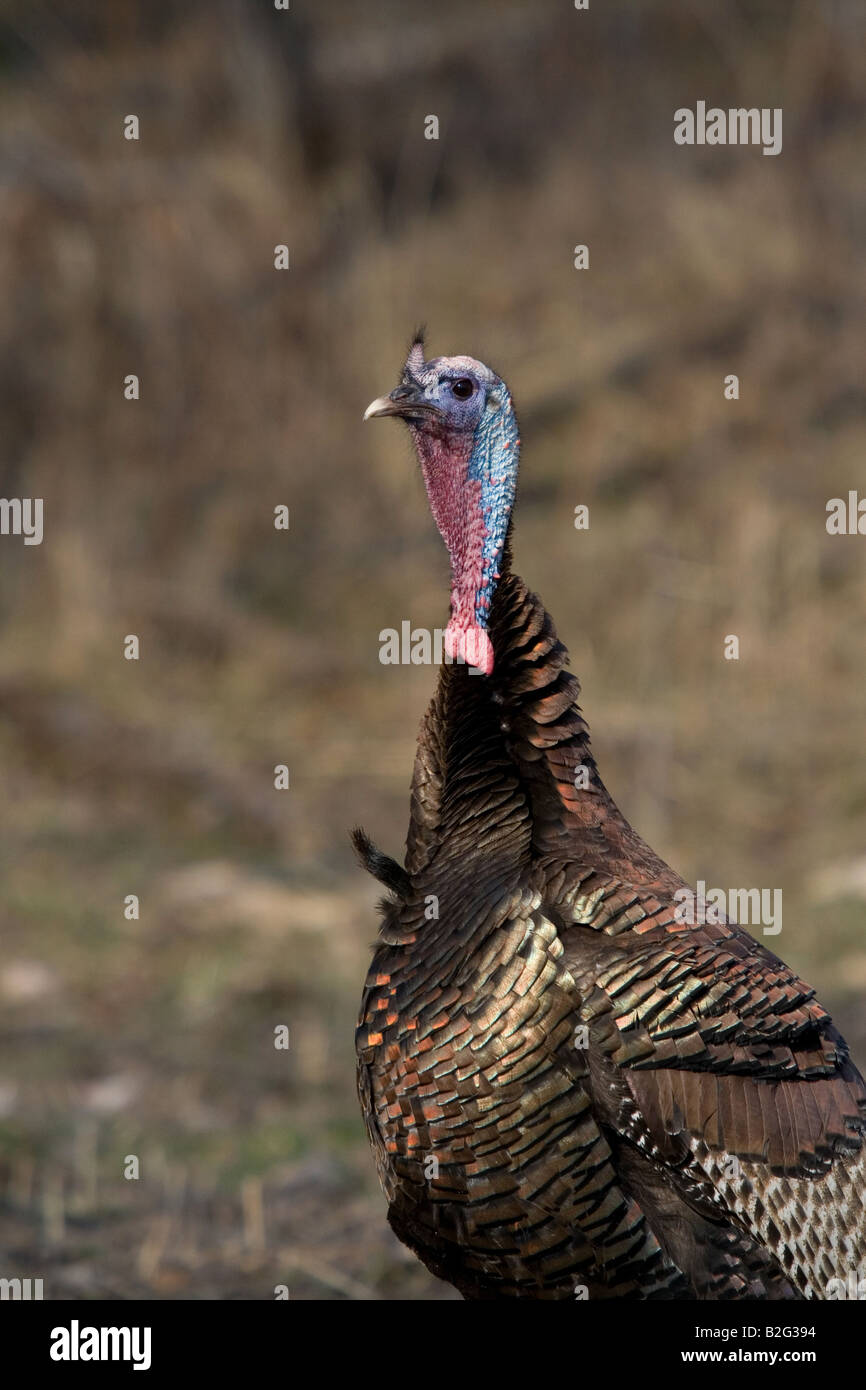 Jake eastern wild turkey in spring Stock Photo - Alamy