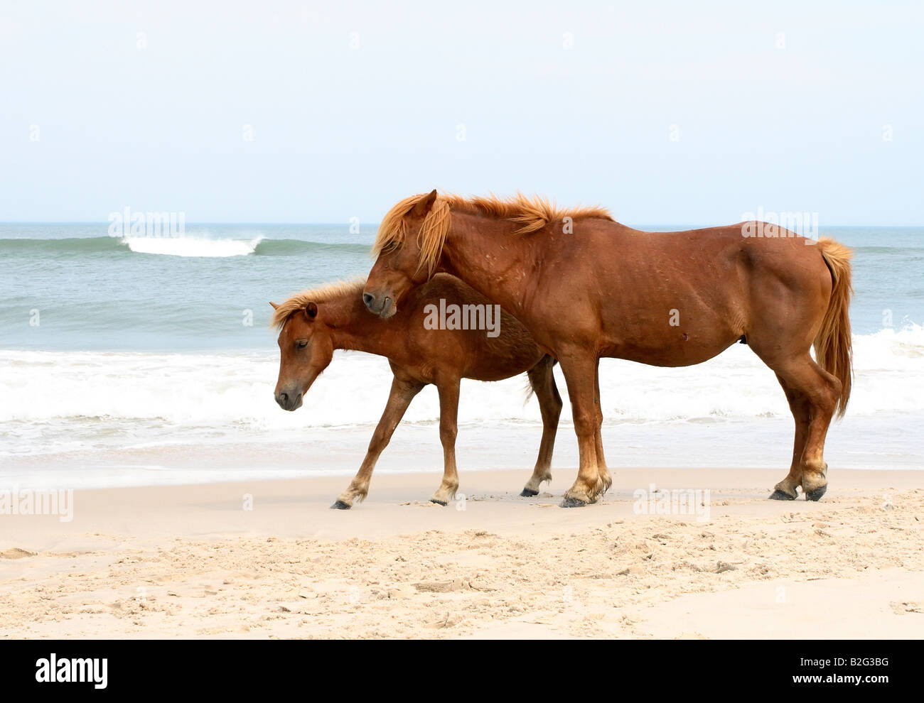 Wild ponies (Equus caballus) at Assateague Island National Seashore ...