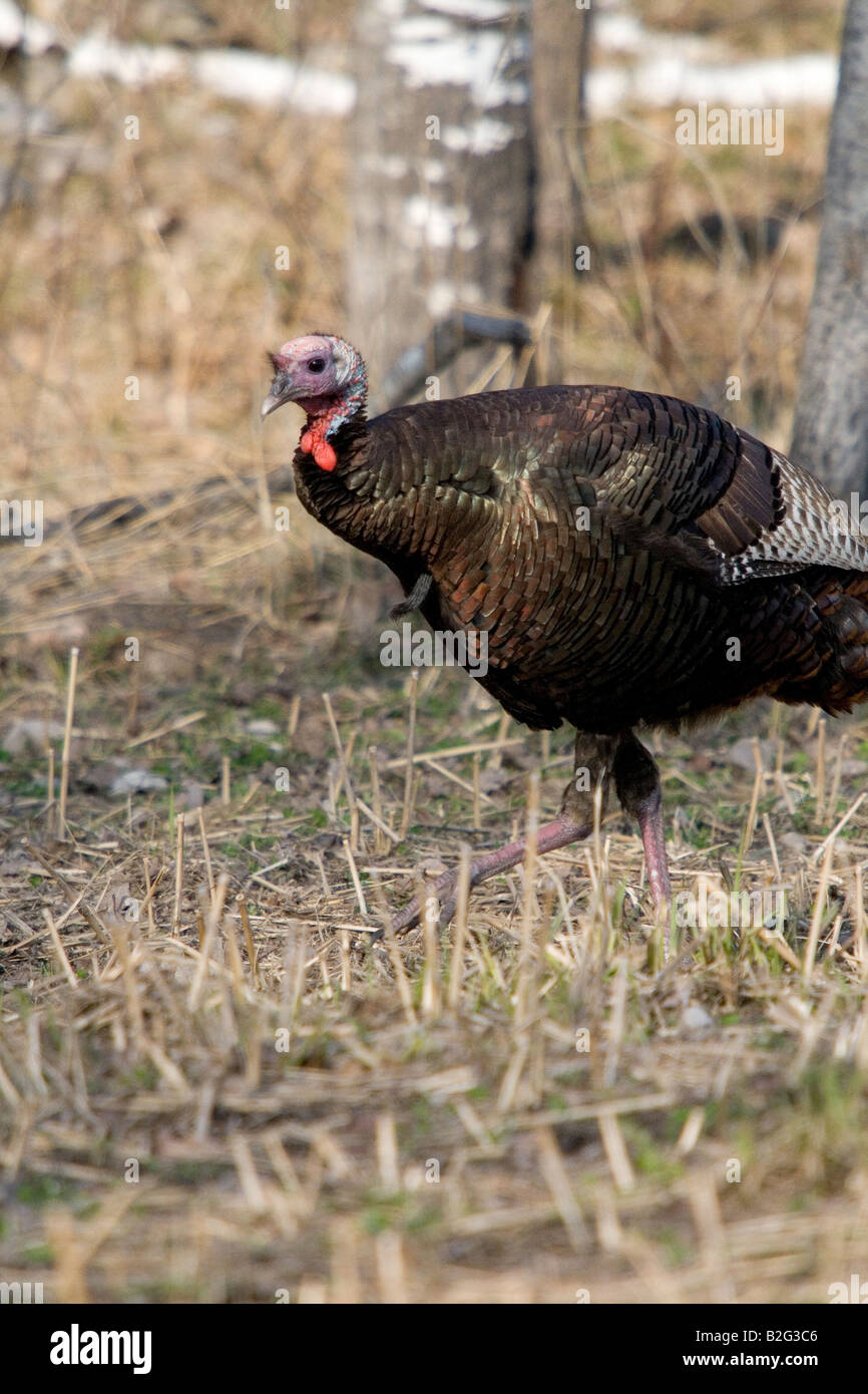 Jake eastern wild turkey in spring Stock Photo - Alamy