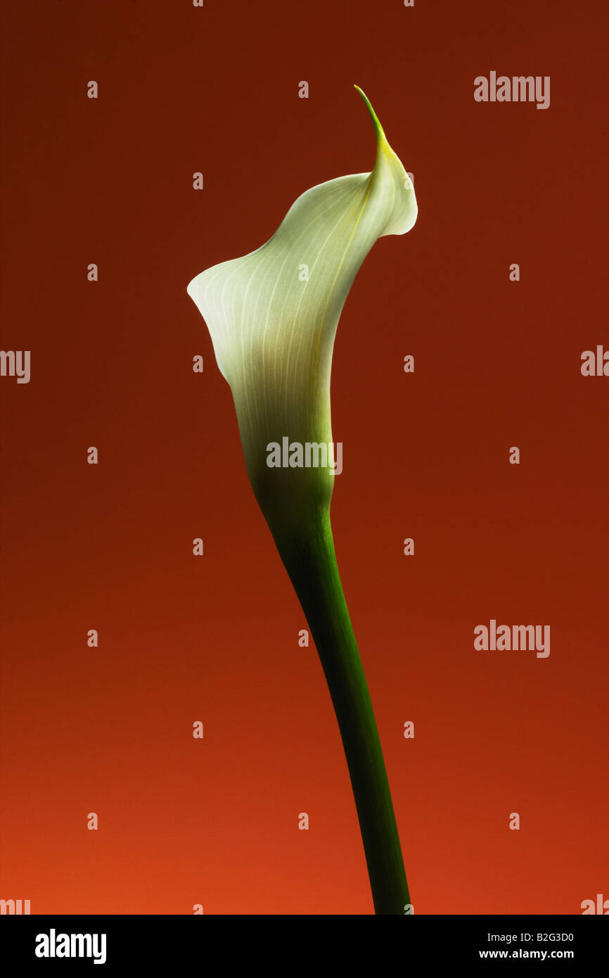 Calla lilies at home hi-res stock photography and images - Alamy