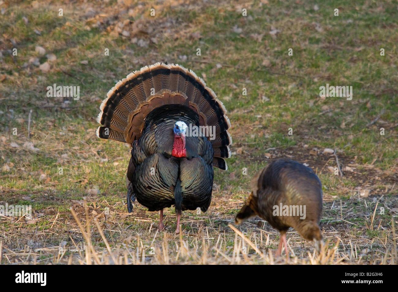 Male eastern wild turkey strutting in spring Stock Photo - Alamy