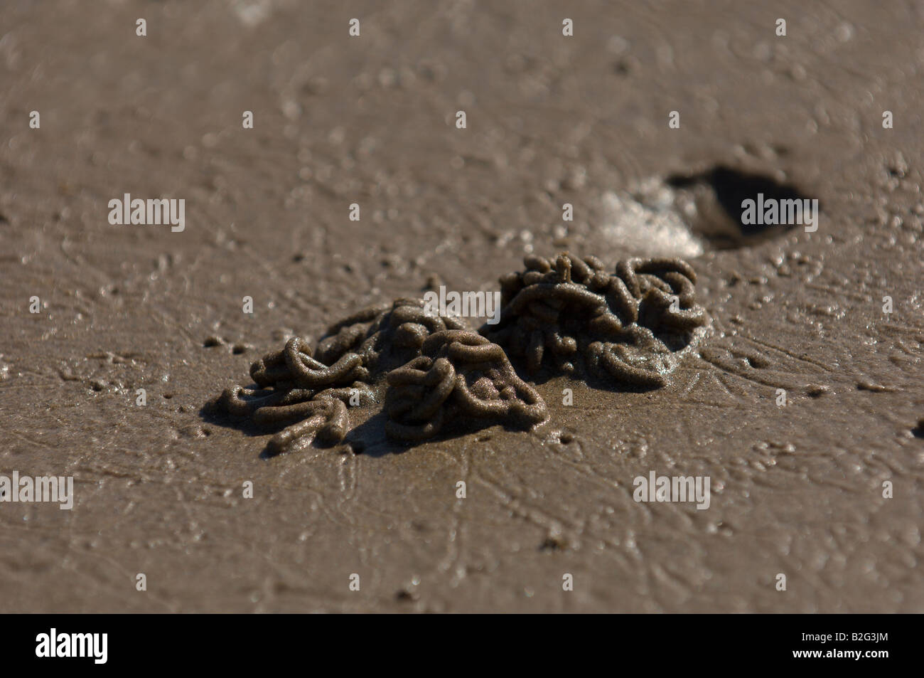 Worm mound Weston Super Mare Somerset England Europe Stock Photo - Alamy