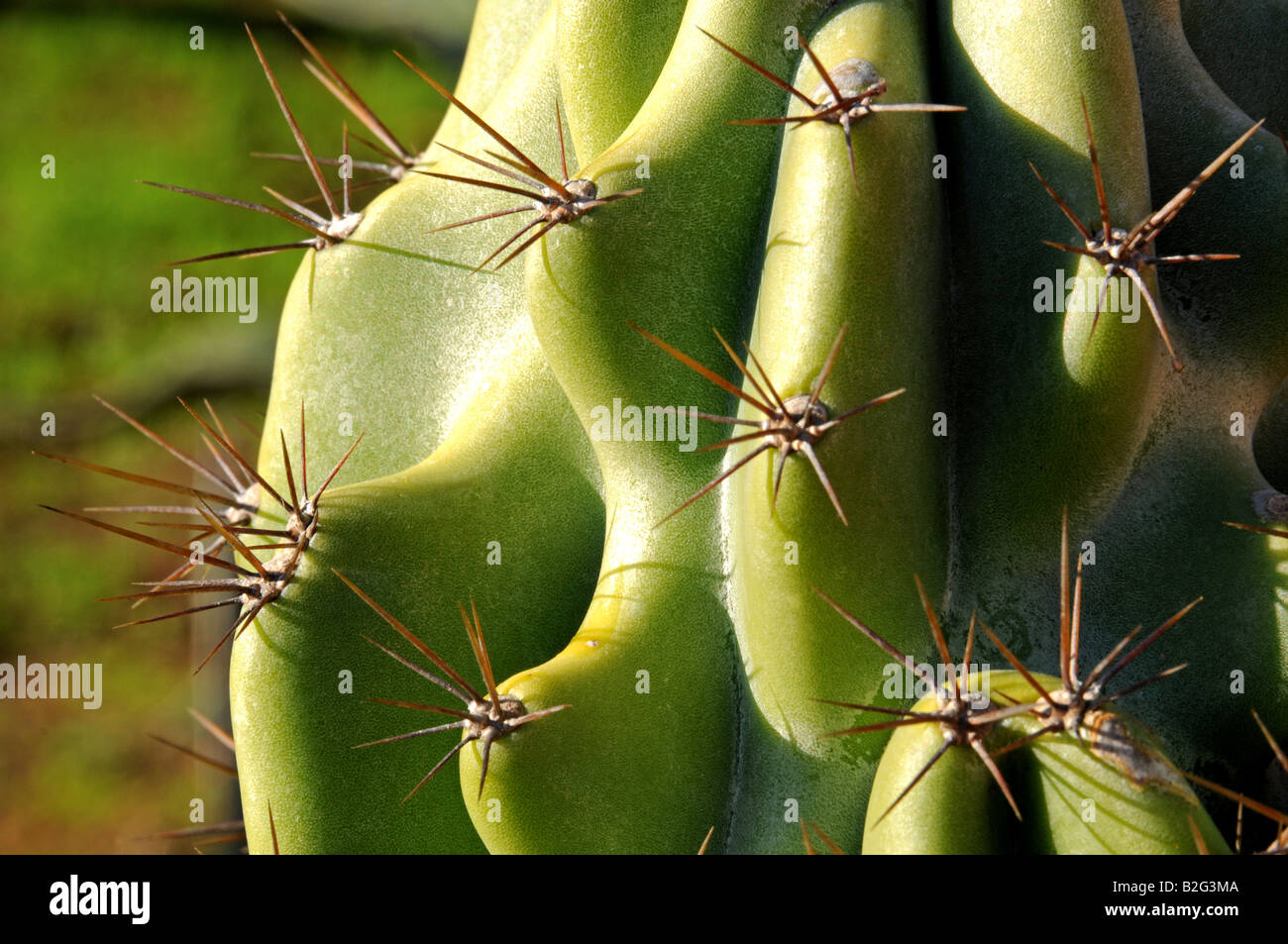 Cluster cactus hi-res stock photography and images - Alamy