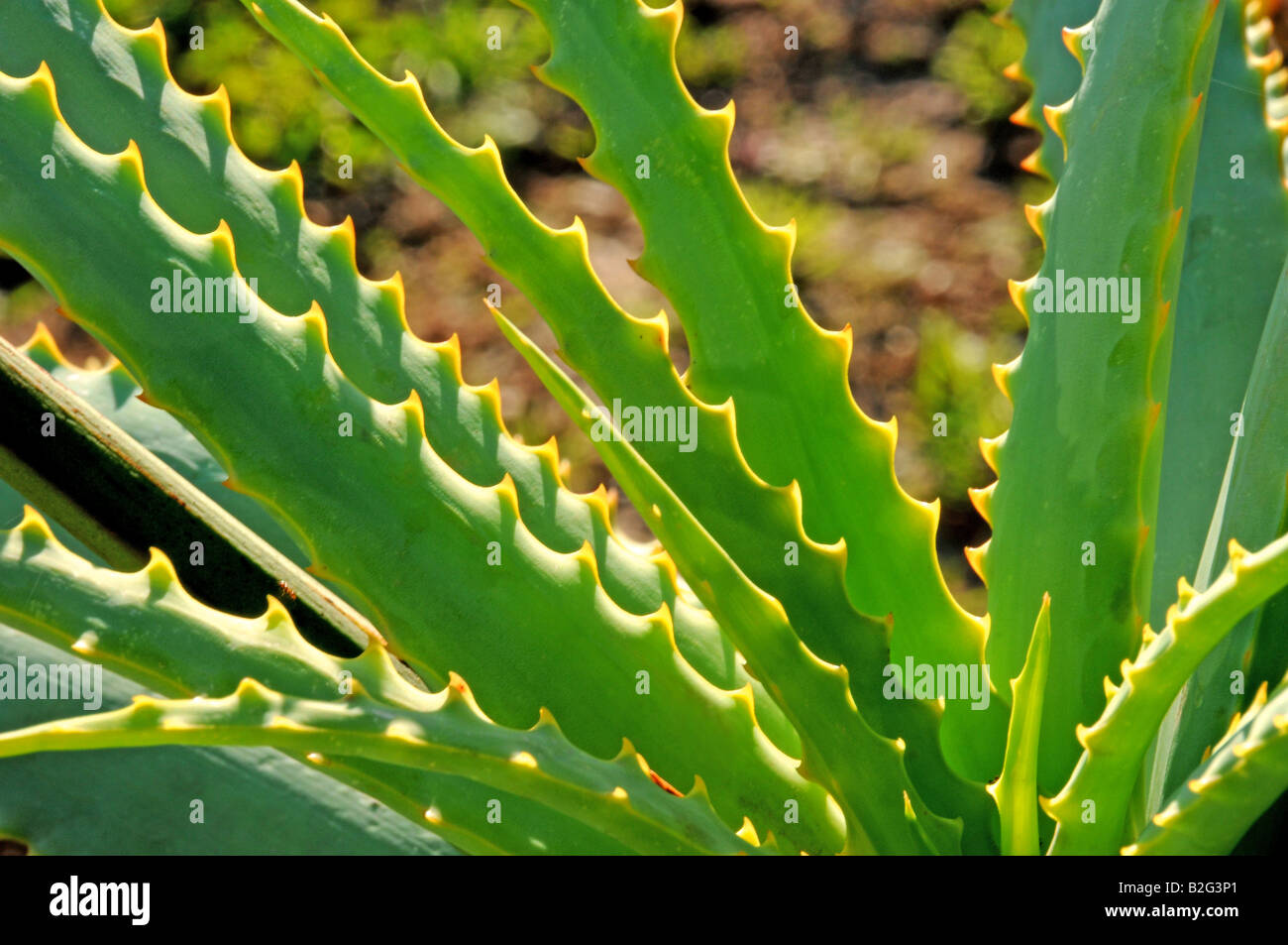 "Aloe arborescens", the Tree Aloe Stock Photo - Alamy