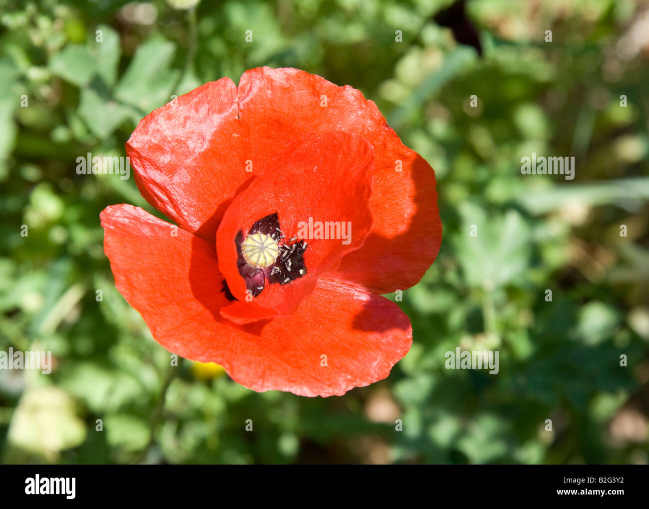 close up of a poppy wildflower on a meadow Stock Photo - Alamy
