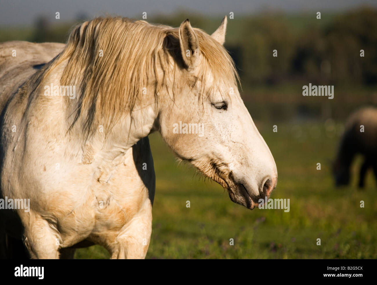 Percheron horse hi-res stock photography and images - Alamy
