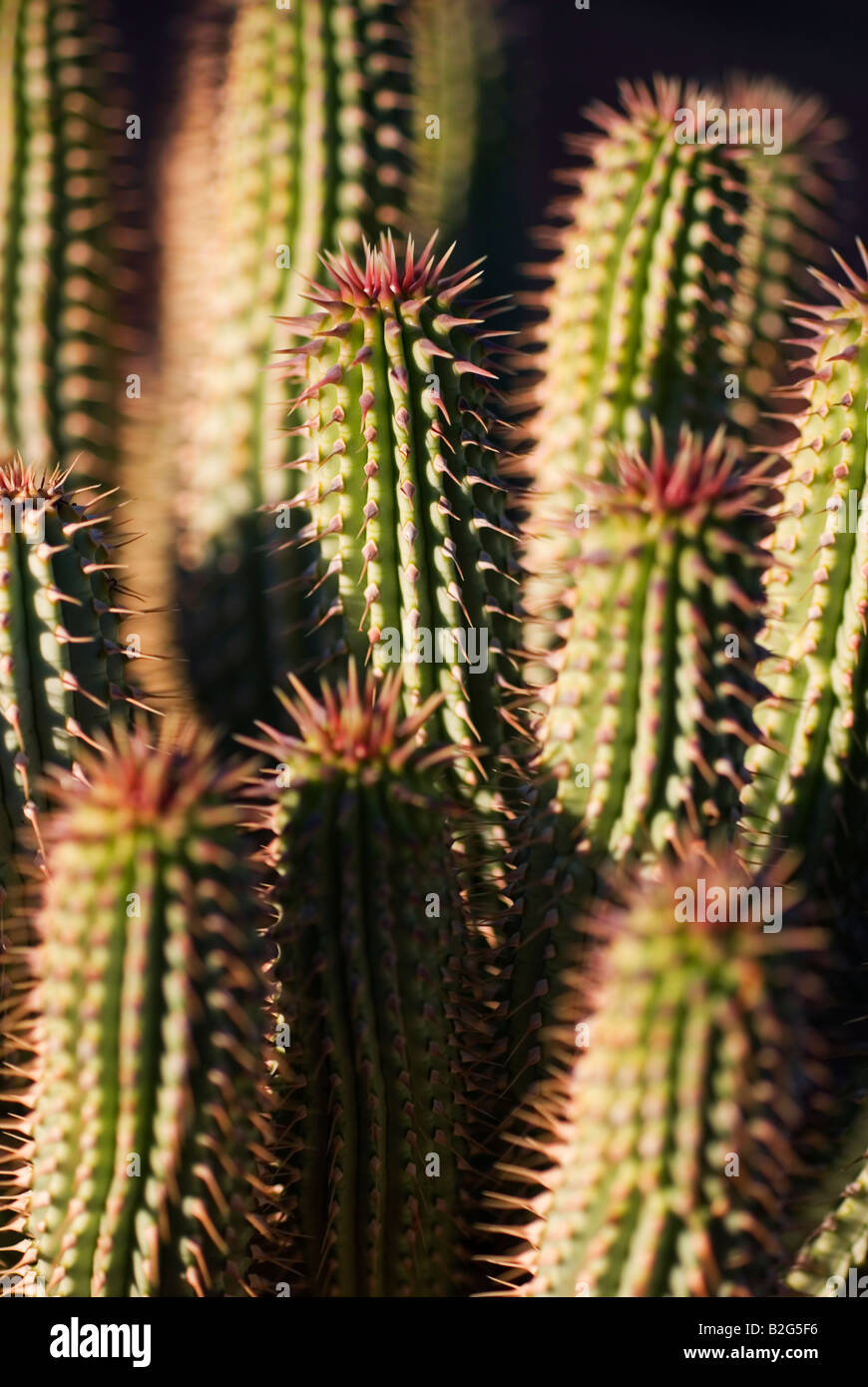 Hoodia hi-res stock photography and images - Alamy
