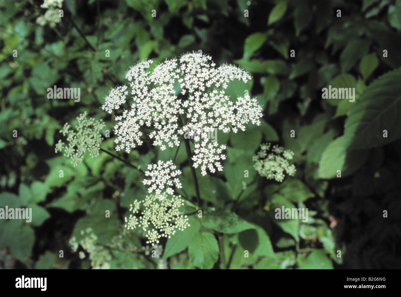 Ground elder aegopodium podagraria Stock Photo - Alamy