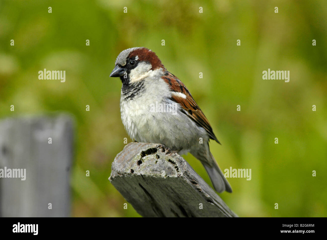 house Sparrow male Passer domesticus Texel Holland Netherlands bird ...