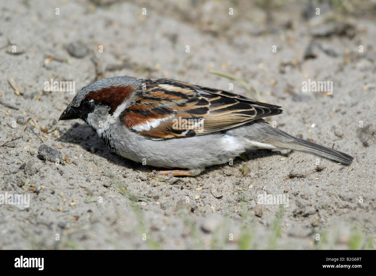 house Sparrow male Passer domesticus Texel Holland Netherlands bird ...