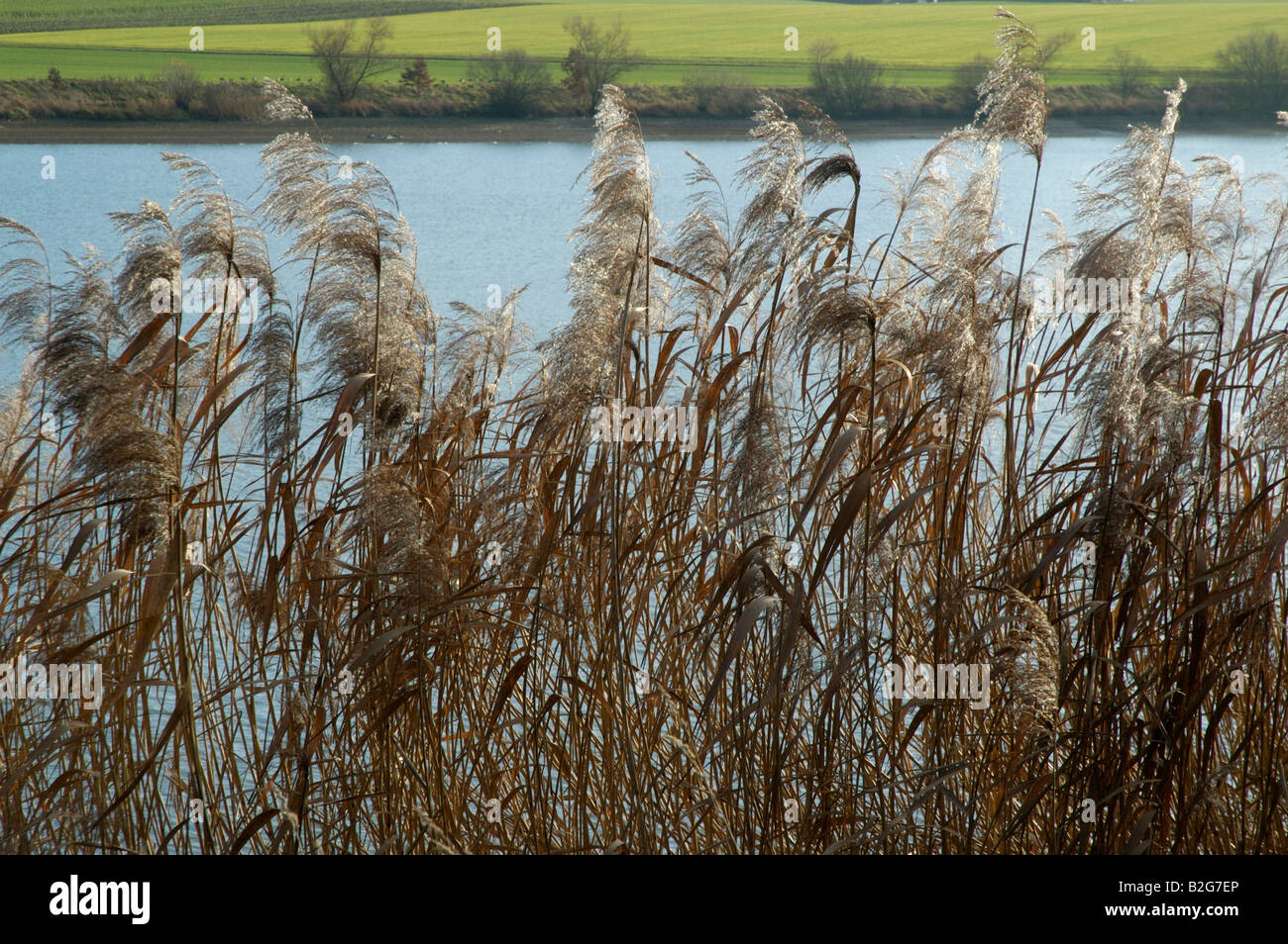stockmuehlstausee reservoir common reed landscape scenery baden ...