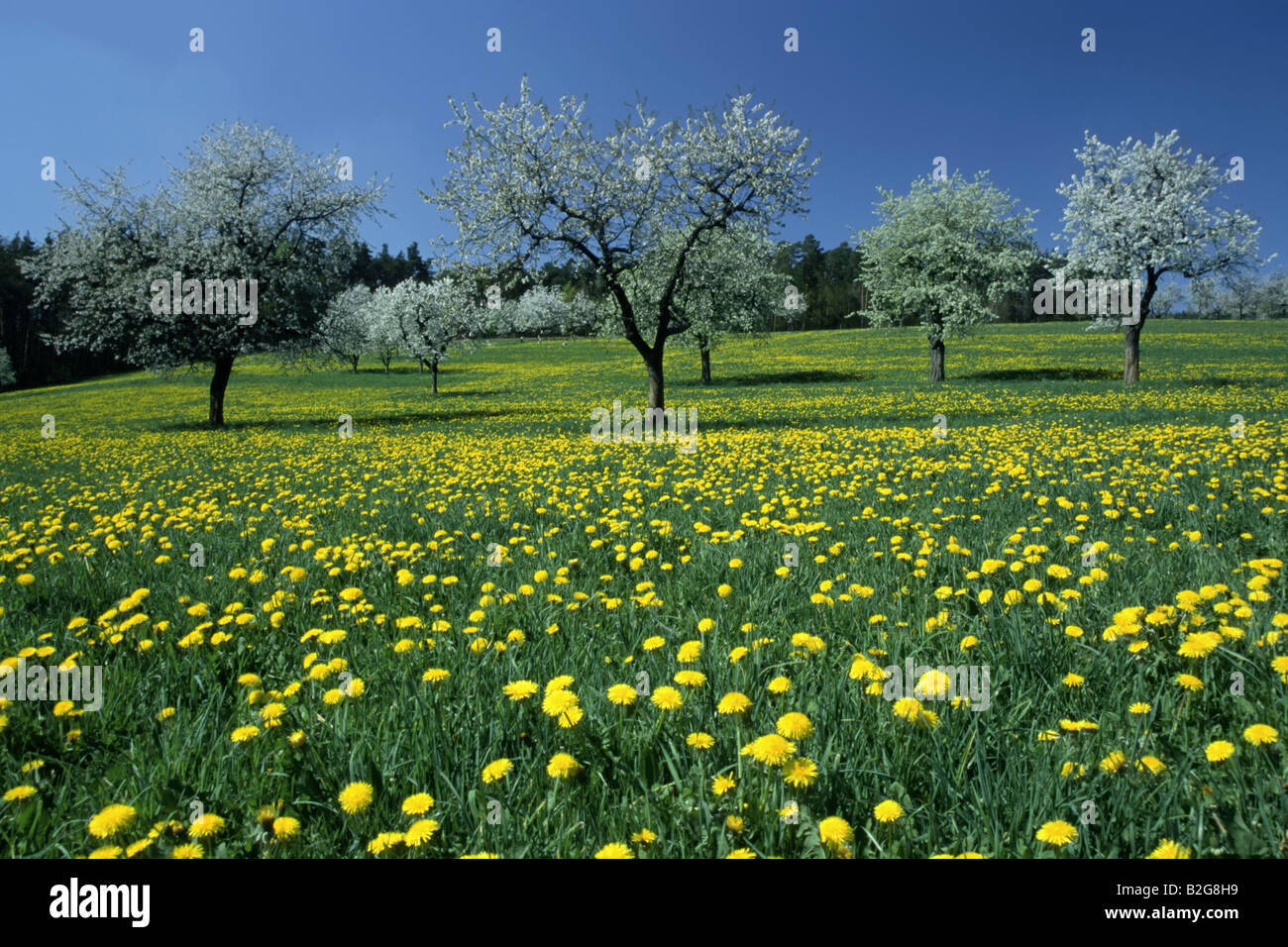 cherry blossom tree dandelions meadow middle franconia bavaria spring ...
